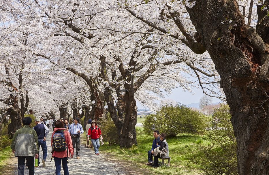 7 Picturesque spots in Northern Japan to see cherry blossoms - Travel ...